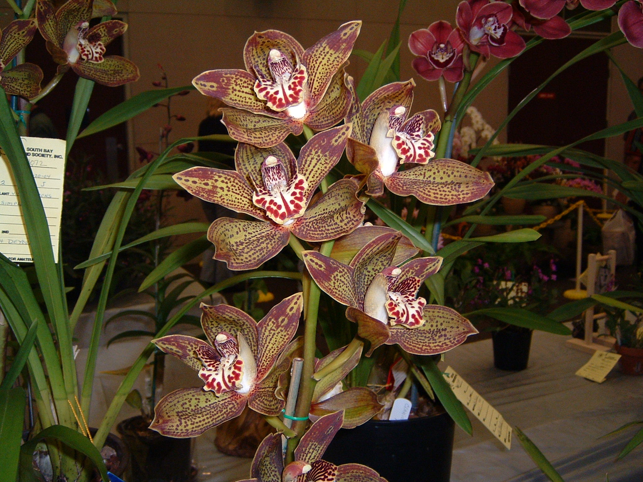 South Bay Orchid Society - Show and Sale Information